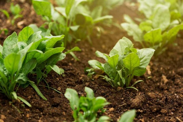 What Type of Soil Should I Use for a Raised Vegetable Garden in ...